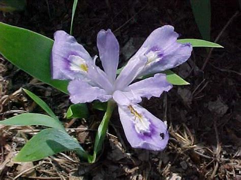 Dwarf Crested Iris Iris Cristata Laurens Garden Service