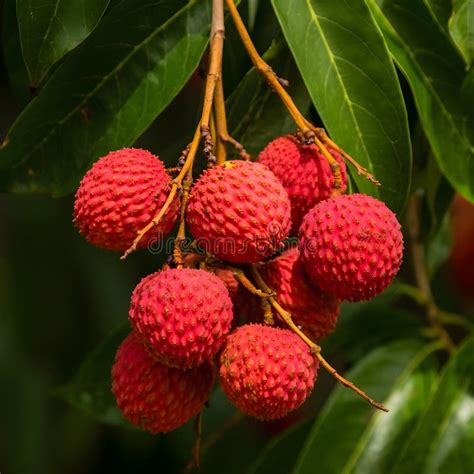 Delicious Fresh Red Lychee Fruits Hanging On A Branch Stock