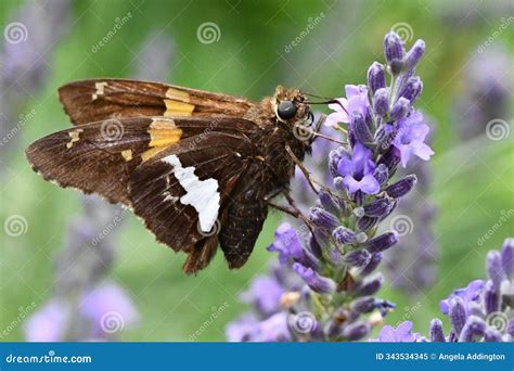 Brown Moth Insects With Wings Mating On White Wall Royalty Free Stock