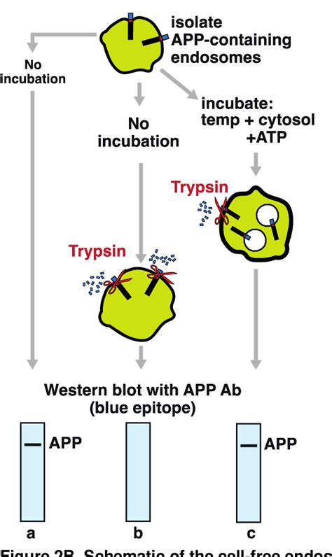 Figure 2 From Endocytic Trafficking Of The Amyloid Precursor Protein In Rat Cortical Neurons