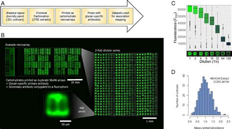 Carbohydrate Microarrays And Their Use For The Identification Of