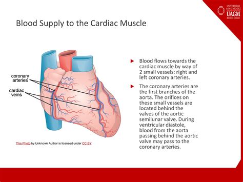 Presentation Blood And Cardiovascular System Recinto Online Page 24