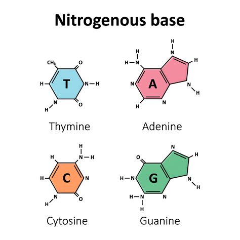 Unit DNA Structure And Replication Cool Science Guide