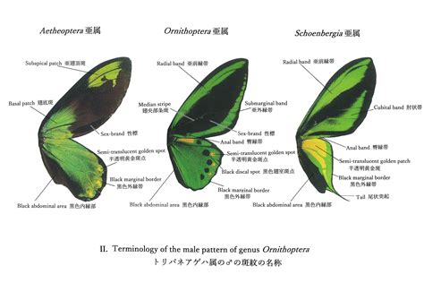 Troides トリバネアゲハデジタル大図鑑（大屋崇コレクション）