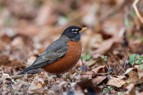 American Robin Season Watch