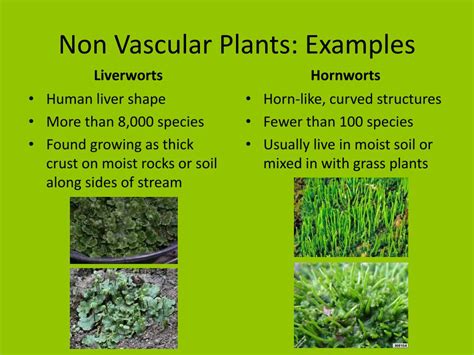 Vascular And Nonvascular Plants