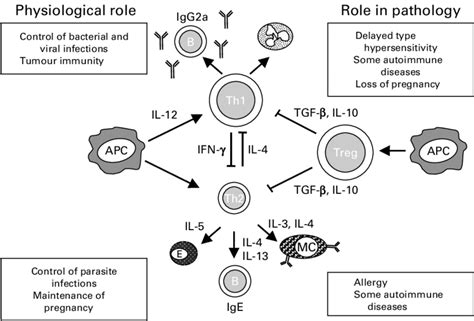 Schematic Representation Of The Roles Of Helper T Cells In Regulating Download Scientific