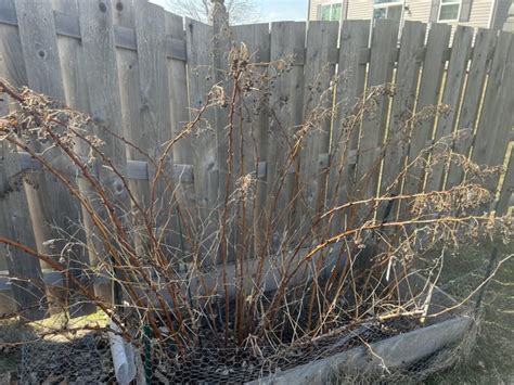 Raspberry Pruning R Gardening