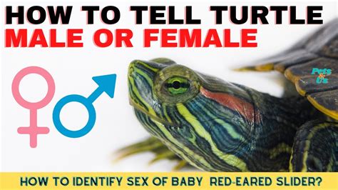 How Do I Know If My Red Eared Slider Is A Male Or Female At Olen Patrick Blog