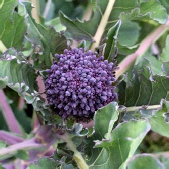 How To Grow Broccoli Eco Organic Garden
