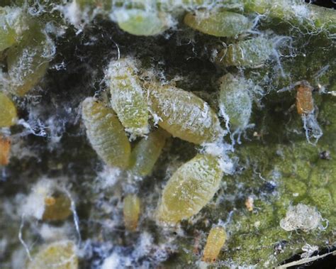 Stegophylla Brevirostris Short Beaked Woolly Oak Aphid Identification