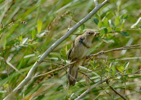 Grasshopper Warbler Britain S Wildlife