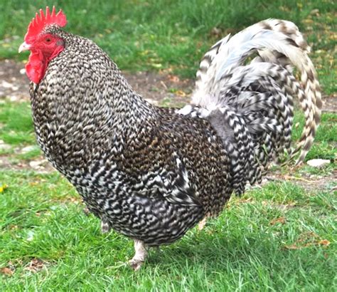 Scots Dumpy Chicken Origin Characteristics Uses Photo Scots Dumpy Chicken Origin Characteristics Uses Photo