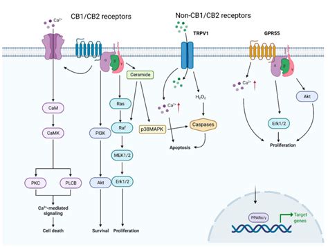 Endocannabinoid Signalling The Figure Shows The Main Receptors Download Scientific Diagram