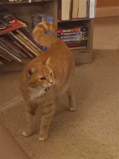 Screaming Cat Blank Template Imgflip