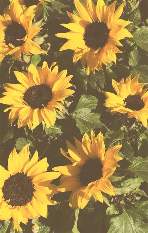 Hipster Sunflower Wallpapers Top Free Hipster Sunflower Backgrounds