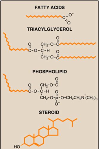 Lipids Flashcards Quizlet