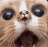 Shocked Cat Meme S Tenor