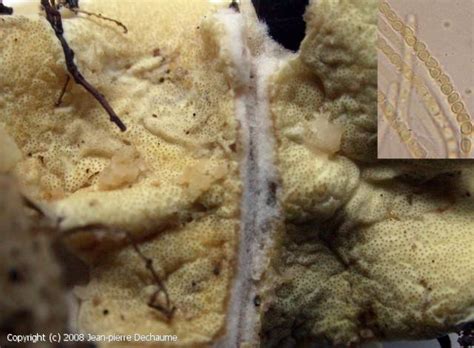 Mycodb Photos De Champignons Trichoderma Citrinum