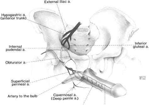 Figure 1 From Intracavernosal Injection For The Diagnosis Evaluation And Treatment Of Erectile