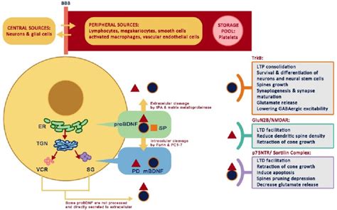Brain Derived Neurotrophic Factor Synthesis Functions And Sources Download Scientific Diagram