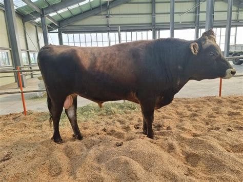 경기도축산진흥센터 신품종 젖소 ‘저지 산업 활성화 위한 공청회 열어
