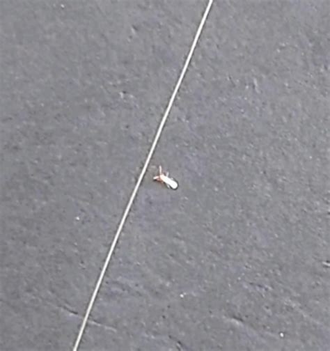 Tiny Red Fly Rwhatisthisbug