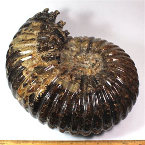 Gal213 Madagascar Ammonite The Rock Shed