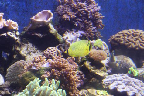 鱼图片素材 鱼设计素材 鱼摄影作品 鱼源文件下载 鱼图片素材下载 鱼背景素材 鱼模板下载 搜索中心