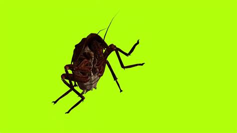 Green Screen Roach Youtube