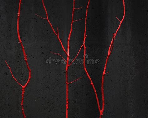 Naked Tree On Black Stock Image Image Of Branch Bare