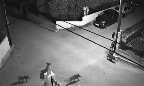 ΑΓ Θεόδωροι Εισβολή μεγάλης αγέλης Αγριογούρουνων σε κατοικημένη περιοχή ΒΙΝΤΕΟ Makeleiogr