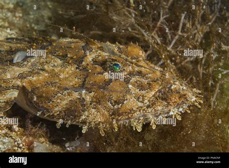 Portrait Of Monkfish Or Angler Fish Lophius Piscatorius Lies On The