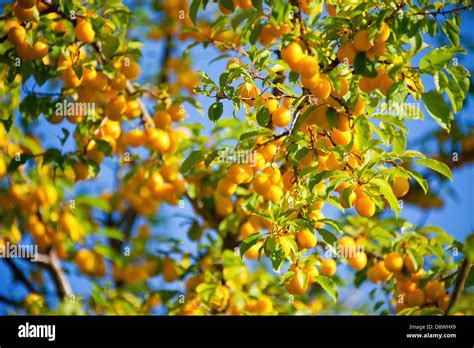 Mirabelle Plum Tree