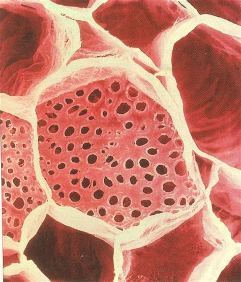 Functions Of Xylem And Phloem Biology Notes For Igcse 2014