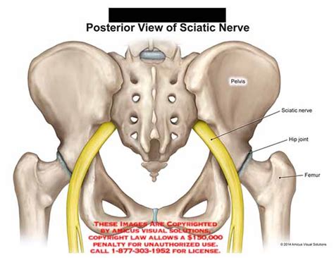 Anatomy Of The Sciatic Nerve