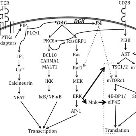 Signaling Pathways Triggered By Tcr And Cd28 Engagement When The Tcr Download Scientific