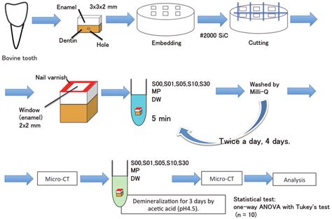 Schematic Representation Of Specimen Preparation And Scanning By Micro Ct Download Scientific