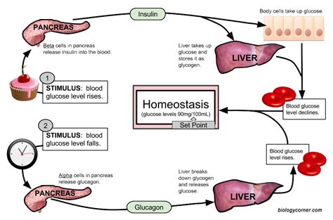 Role Of Hormones In Homeostasis Of Blood Glucose Levels True Value