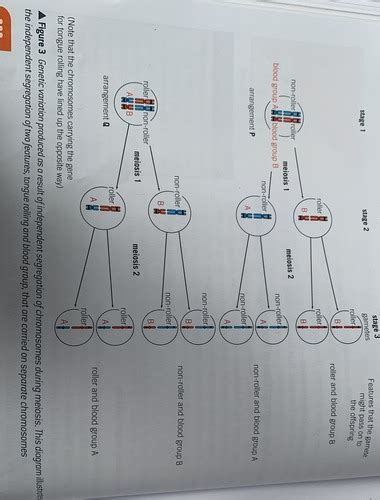 9 2 Meiosis And Genetic Information Flashcards Quizlet