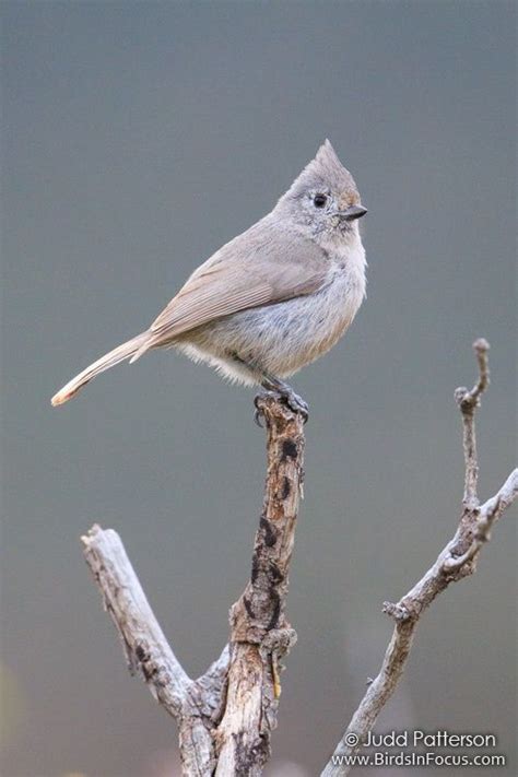 Juniper Titmouse Titmouse Bird Pictures Bird