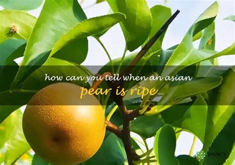 How Can You Tell When An Asian Pear Is Ripe Shuncy