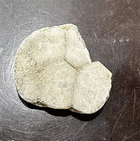 Could This Be Fossilized Turtle Shell Pieces Rfossils