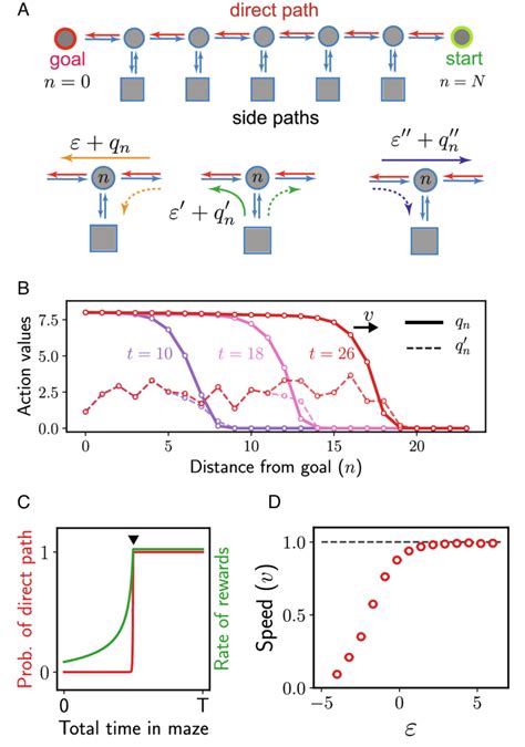 wave like reinforcement propagation during sequence learning on