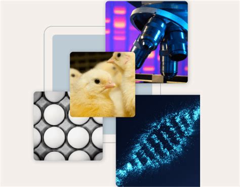 Preventing Billions Of Rooster Chick Deaths Annually Heres How Gene