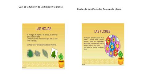 Las Partes De La Planta Las Partes De La Planta Page 7