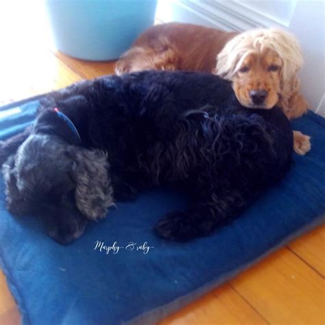 My Foster Brother Is Cocker Spaniel Rescue Australia Inc Facebook