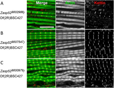 Zasp52mi02988 Exhibits Strong Ifm Defects Confocal Microscopy Of Ifm