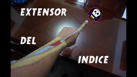 Extensor Del Indice Anatomía Youtube