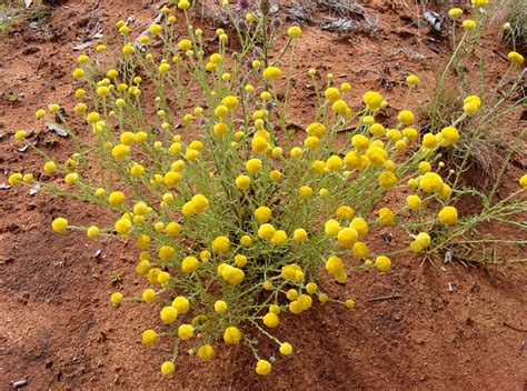 Billy Buttons Ausemade
